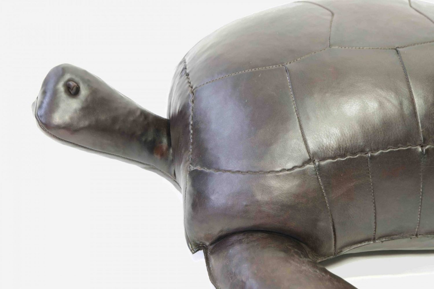 Galapagos Turtle | Omersa - The Modern